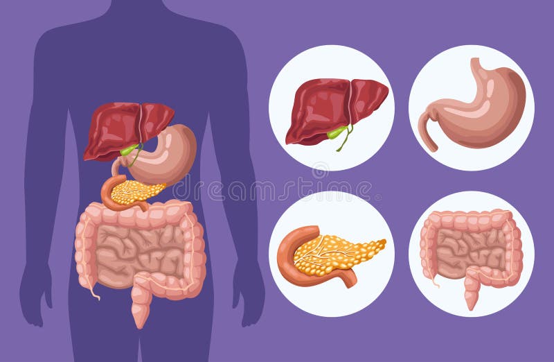Body and four organs stock vector. Illustration of medicine - 244567181