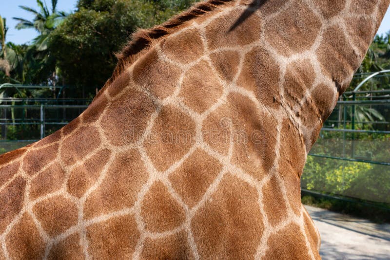 Body of a giraffe stock photo. Image of long, outdoor - 128941290
