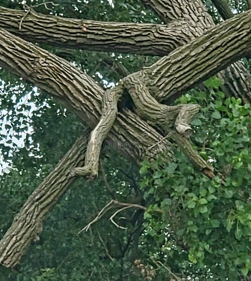 Body Hanging Over Tree Limb Stock Image - Image of body, hanging: 166066937