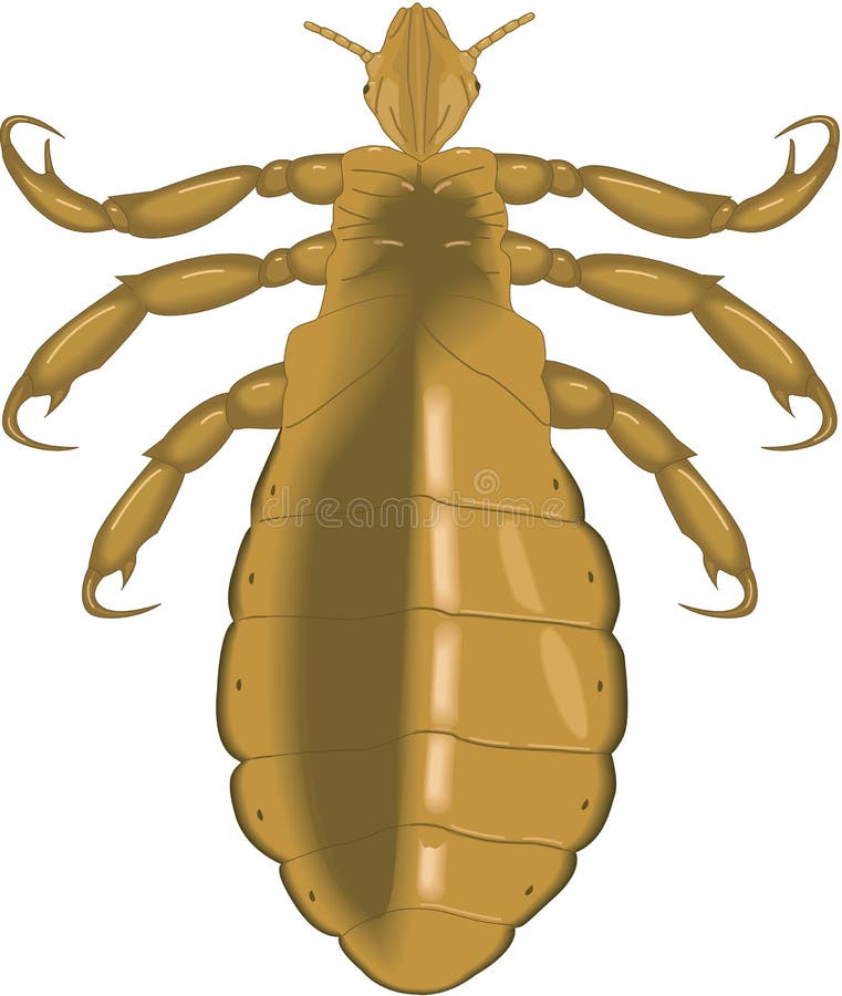 Body and Head Louse Vector Illustration Stock Vector - Illustration of ...