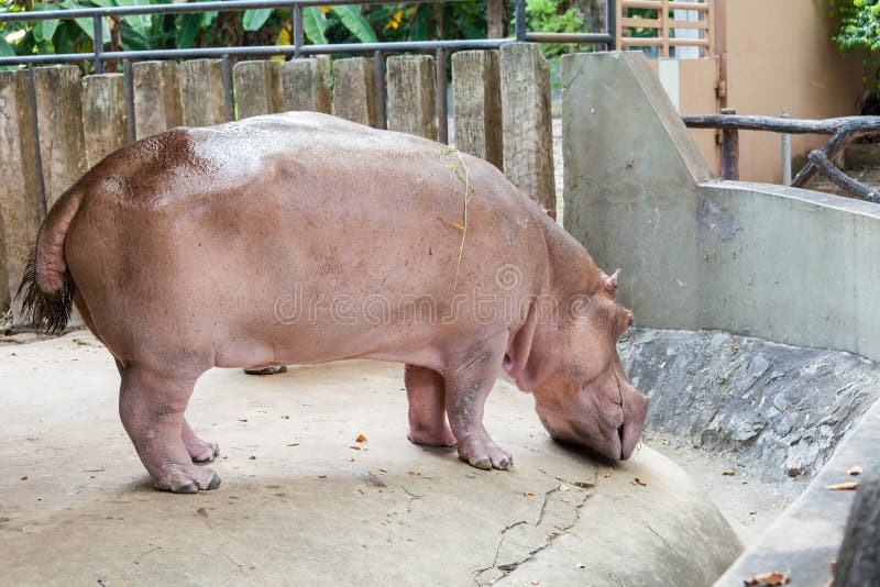 Body Hippopotamus (Hippo) Giant in Chiangmai Zoo ,thailand Stock Image ...