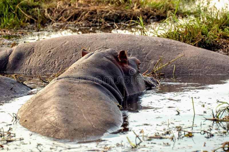 Body of a hippopotamus stock image. Image of amphibious - 64089445