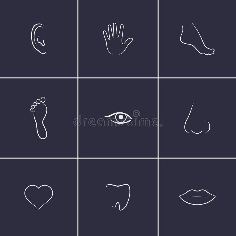 Body Icons stock illustration. Illustration of anatomy - 50042567