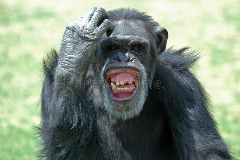Grinning chimp stock photo. Image of happy, close, wildlife - 2207934