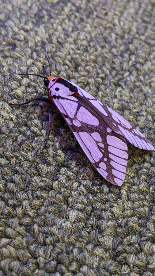 Body of a Moth with Beautiful Patterns Stock Image - Image of body ...