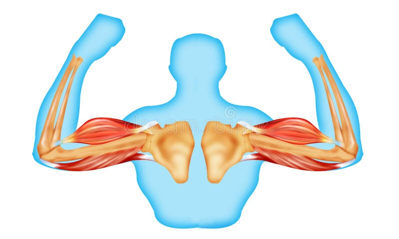 Body muscles and bone stock illustration. Illustration of medical ...