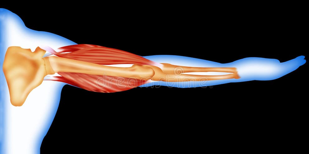Bone Muscle Stock Illustrations – 16,270 Bone Muscle Stock ...