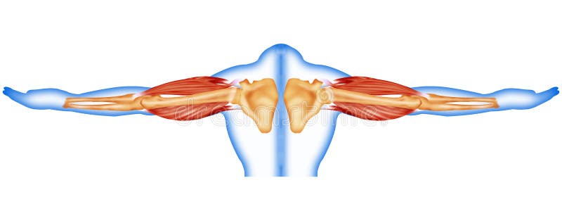 Exercising. Thrust T-shaped on the Back Muscles in the Slope Stock ...