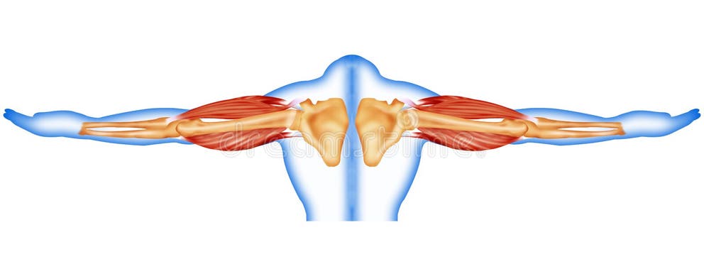 Body muscles and bone stock illustration. Illustration of form - 10262841