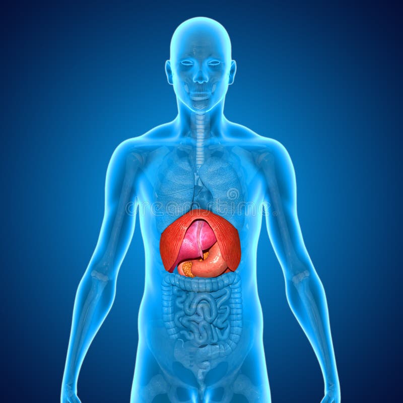 Body with organs stock illustration. Illustration of anatomical - 42136950