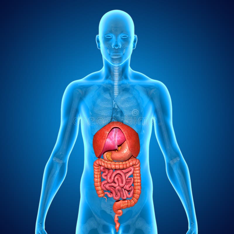 Human body anatomy stock vector. Illustration of human - 52769613