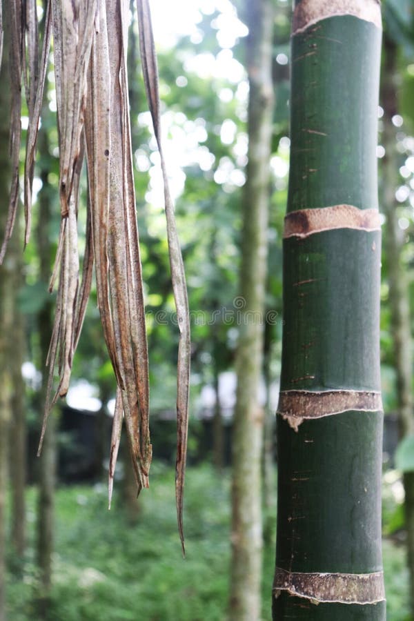 Body of Palm Tree. Closeup Betel Tree Stock Image - Image of palm ...
