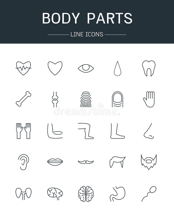 Body Parts Icons Line Style Stock Vector - Illustration of element ...