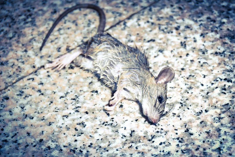 Body of rat on the floor. stock image. Image of death - 195380801