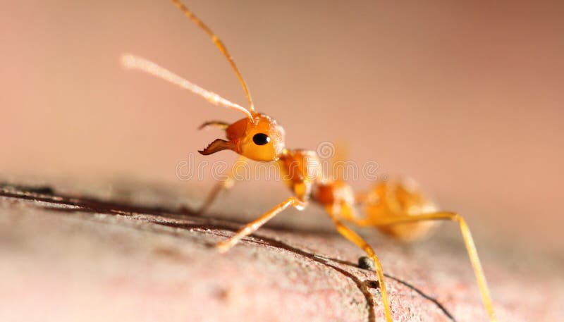 Body red ant in macro. stock image. Image of ground, life - 39465769