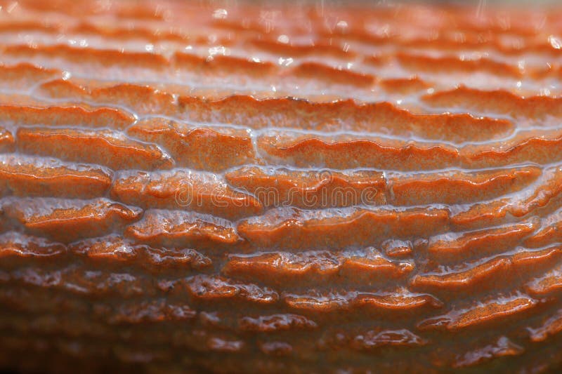 Body of slug stock photo. Image of pest, slow, insect - 19552148