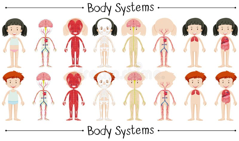 Body System of Boy and Girl Stock Vector - Illustration of health ...
