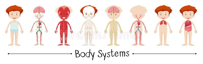 Cartoon Boy Body Anatomy. Human Biology Systems Anatomical Chart ...
