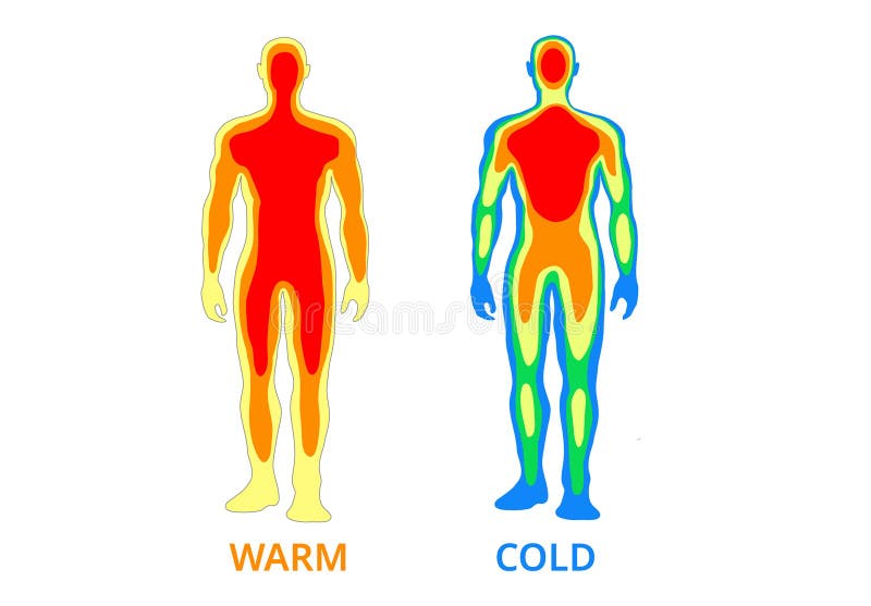 Body Temperature, Vector, Human Body Vector Image for Use Stock ...