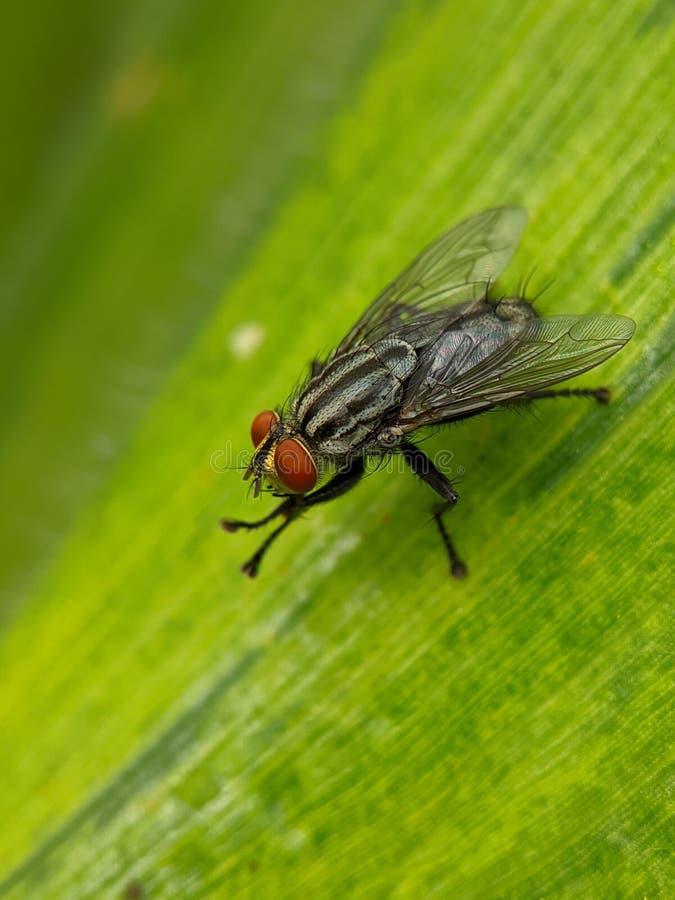 Body Texture of a Fly Perched on a Green Leaf of a Corn Plantation ...