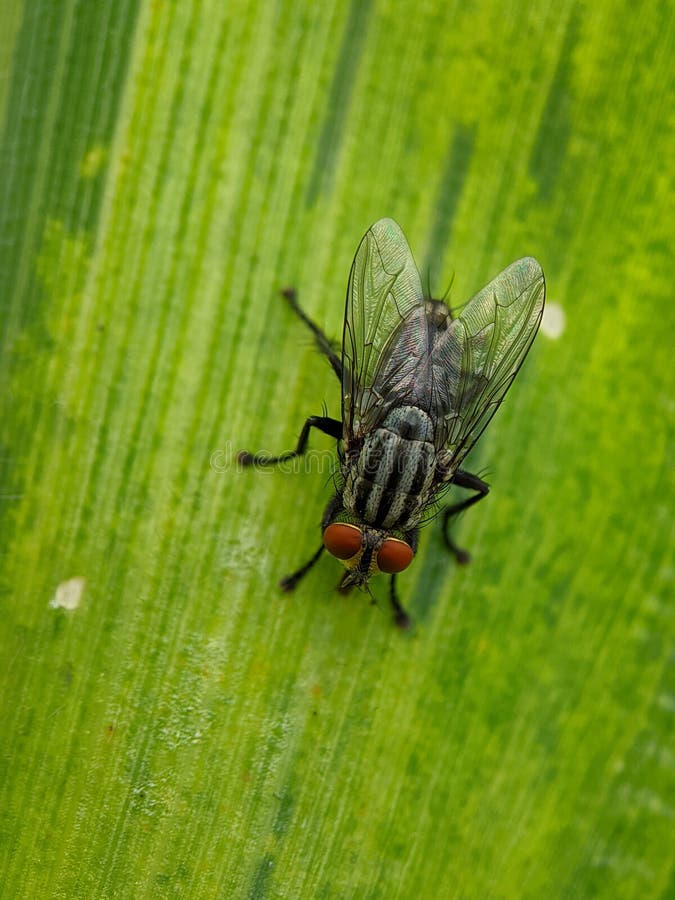 Body Texture of a Fly Perched on a Green Leaf of a Corn Plantation ...