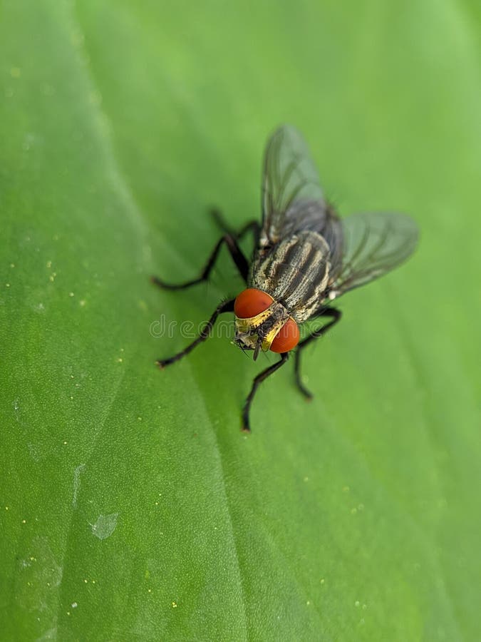Body Texture of a Fly Perched on a Green Leaf of a Corn Plantation ...