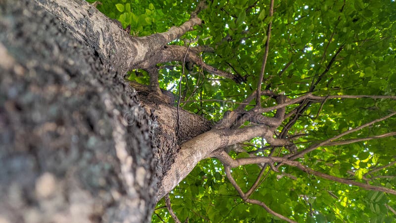The Body of the Tree is Seen from Below with a Background of Green ...