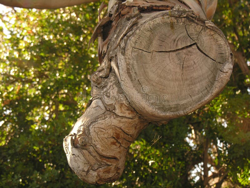 Body of a tree trunk a stock photo. Image of raise, tree - 142391250