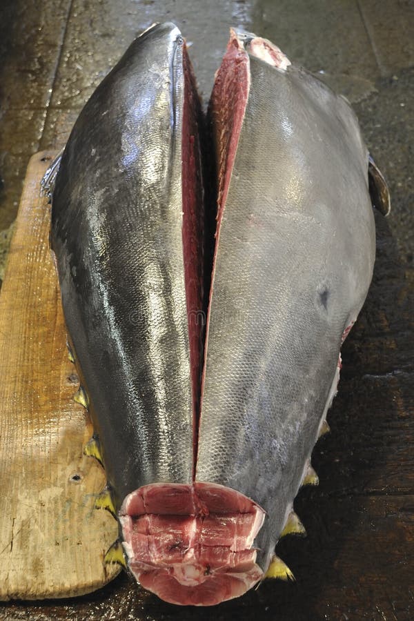 Body of tuna stock image. Image of counter, market, shop - 23704407