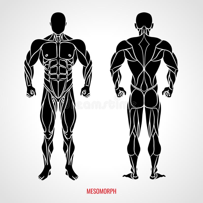 Body Type Mesomorph. Front and Back View. Vector Illustration Stock ...