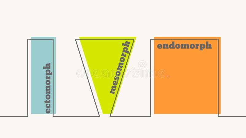 Body Types: Ectomorph, Mesomorph and Endomorph. Vector Illustration ...