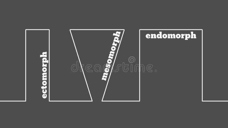 Ectomorph Endomorph Stock Illustrations – 130 Ectomorph Endomorph Stock ...