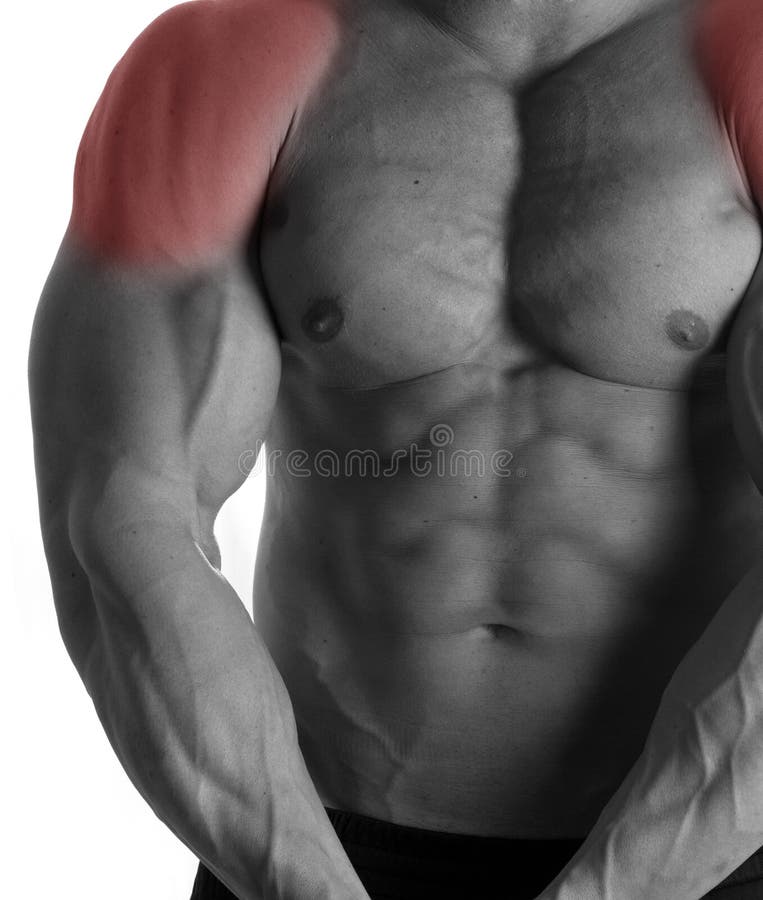 Male torso stock image. Image of bare, attractive, healthy - 30201469