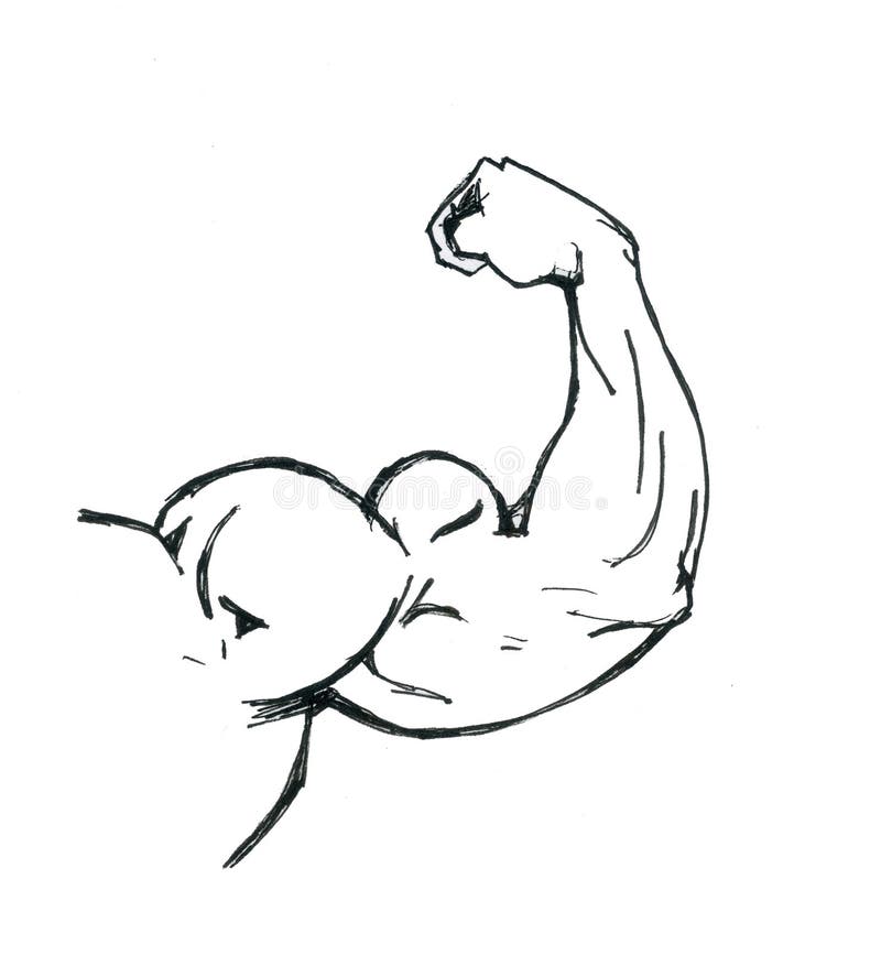 Bodybuilder`s Arm, Tensed Biceps, Ink Drawing. Stock Illustration ...