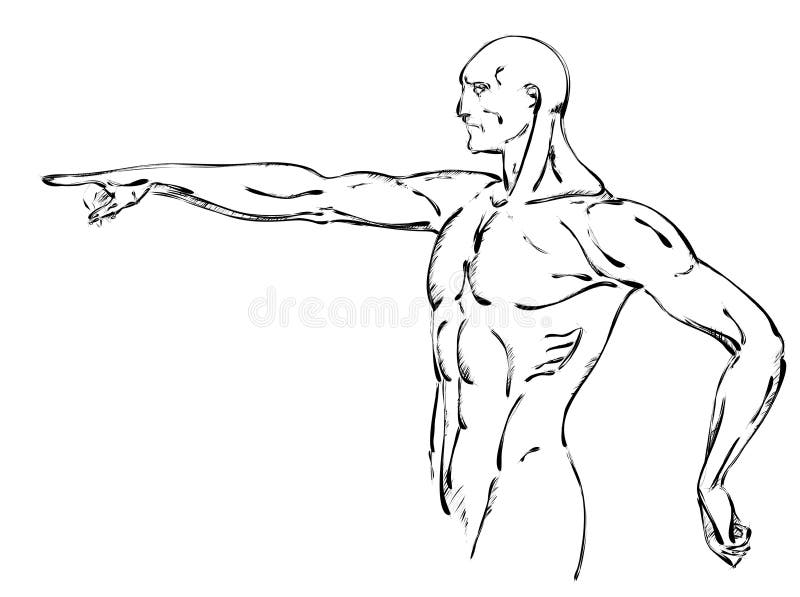 Bodybuilder. Strong Muscular Man Stock Illustration - Illustration of ...
