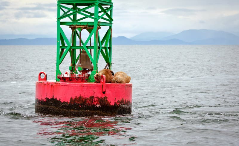 Boei en zeeleeuwen stock foto. Afbeelding bestaande uit boei - 36414686