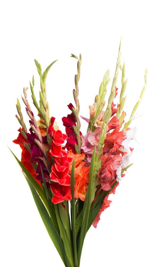 Boeket met rode gladiolen stock foto. Image of ontwerp - 75697432