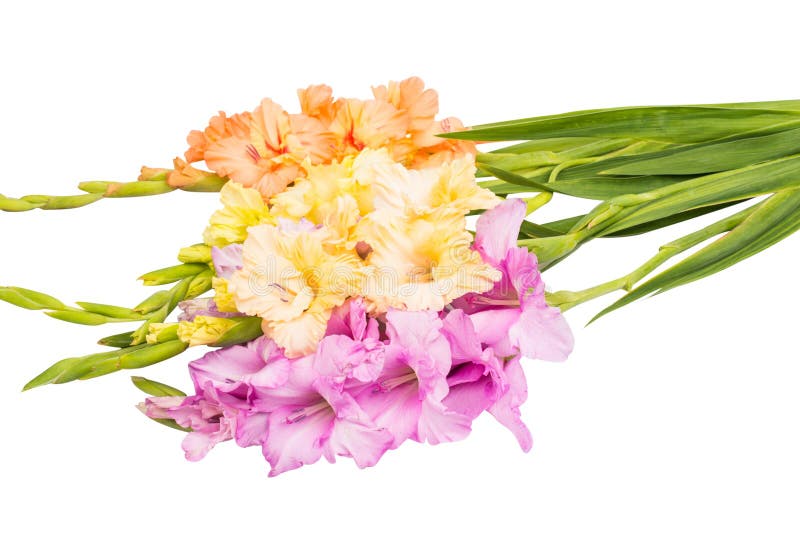 Boeket van Gladiolen stock afbeelding. Image of achtergrond - 79788809