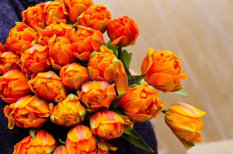 Boeket van oranje tulpen stock foto. Image of romaans - 96096236