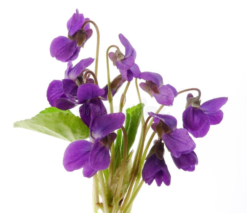 Boeket Van Viooltjes Op Witte Achtergrond Stock Afbeelding - Image of ...