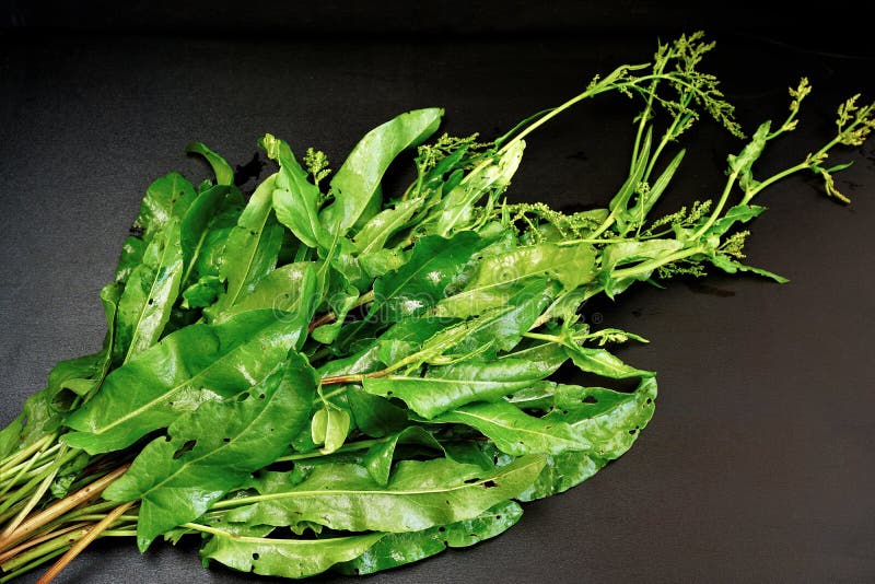 Wild Rood (zuring) Abyssinian Katje Stock Foto - Image of nave, rood ...