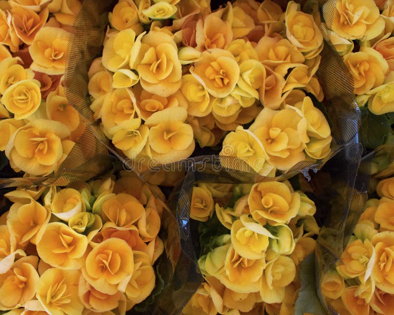 Boeketten van gele begonia stock foto. Image of kleuren - 14203510