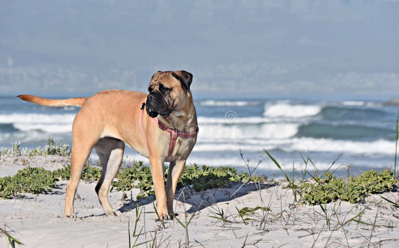Boer Boel beach dog stock photo. Image of sunlight, balanced - 252074742
