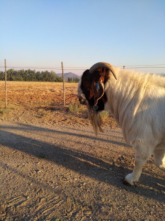 Boer bok stockfoto. Bild von bauernhof, rost, farmer - 109809246