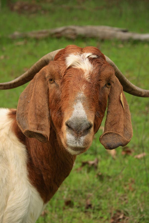Boer Goat stock image. Image of white, smiles, boer, smiling - 2151743