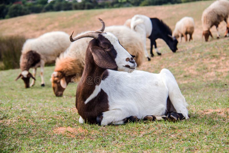 Boer Goat Breed in the Wild Stock Image - Image of animal, boer: 362934533