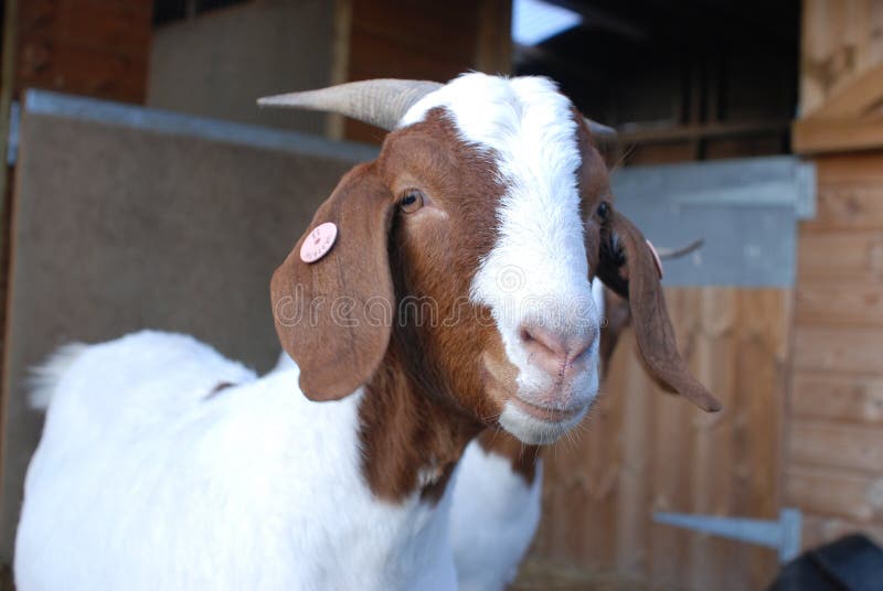 812 Boer Goat Stock Photos - Free & Royalty-Free Stock Photos from ...