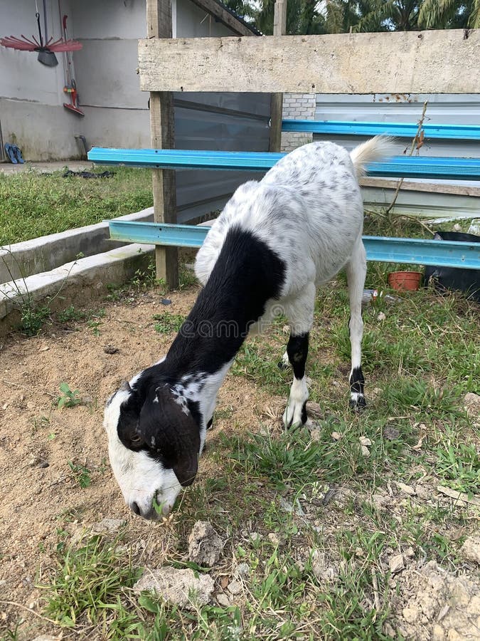 Boer Goat stock photo. Image of herd, sheep, wildlife - 272242562