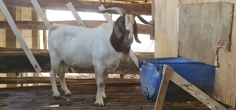 Boer goat on a farm stock image. Image of bovine, boer - 265259827
