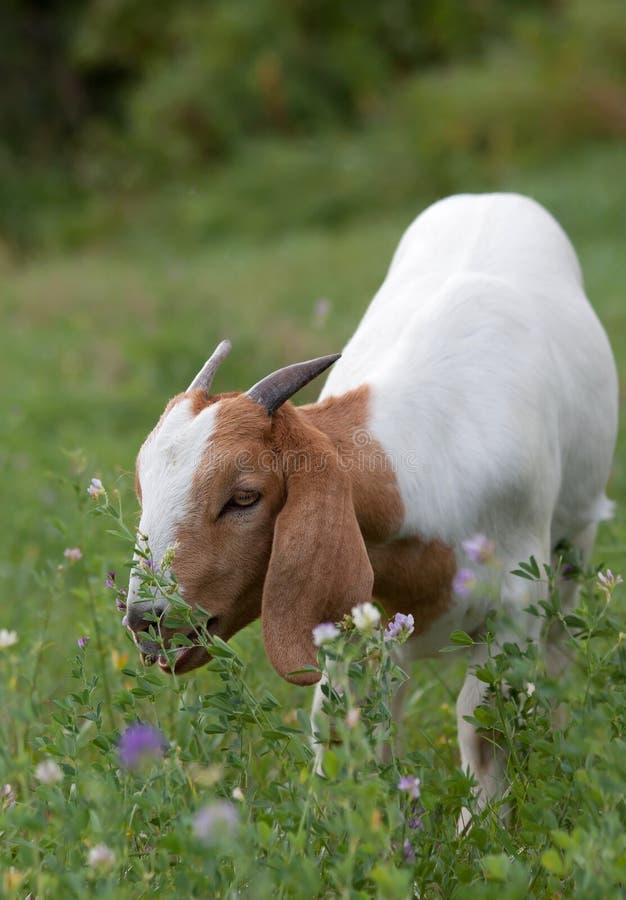 Boer goat grazing stock image. Image of summer, grass - 23860045